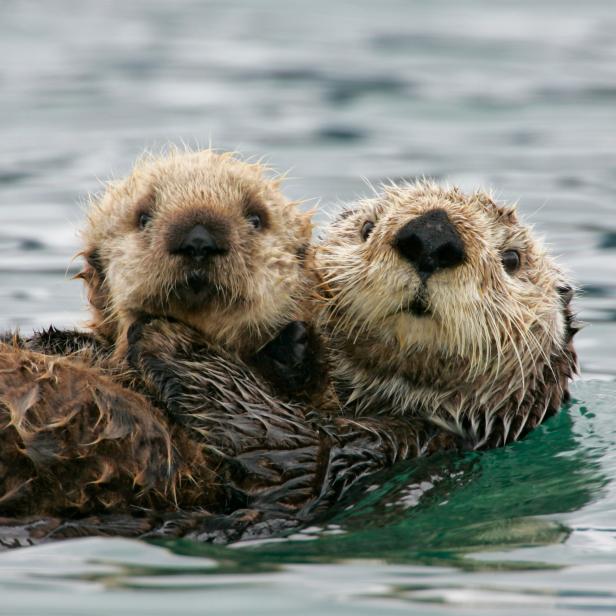 How Hungry Sea Otters Benefit Eelgrass Reproduction Discovery